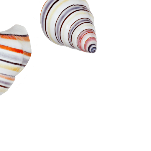 Candy cane snail shells - California Academy of Sciences