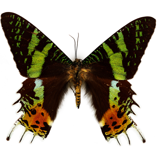 Sunset moth - California Academy of Sciences