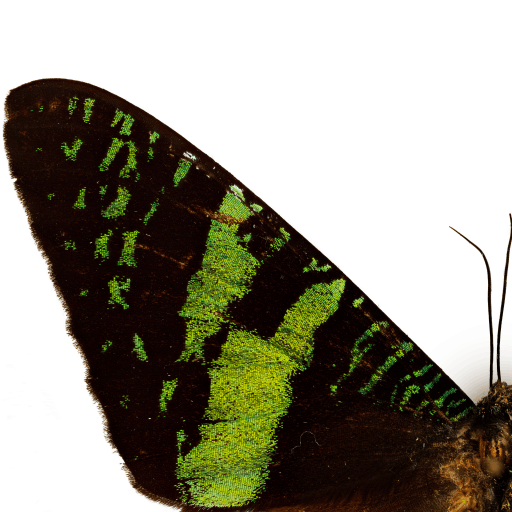 Sunset moth - California Academy of Sciences