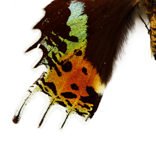 Sunset moth - California Academy of Sciences