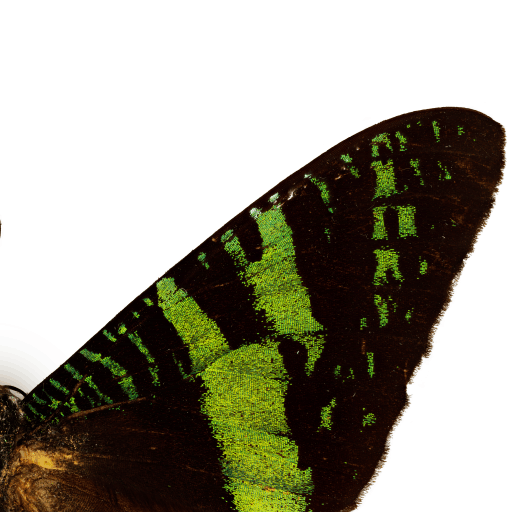 Sunset moth - California Academy of Sciences