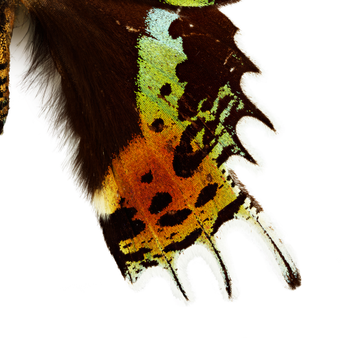 Sunset moth - California Academy of Sciences