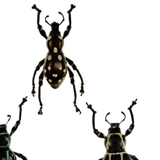 Easter egg weevils - California Academy of Sciences