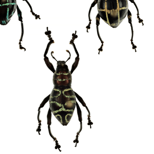 Easter egg weevils - California Academy of Sciences