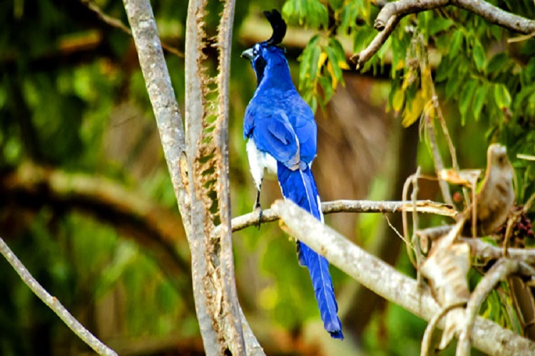 Sayulita, Nayarit - Pueblo Mágico: Guía Definitiva - Tips Para Tu Viaje