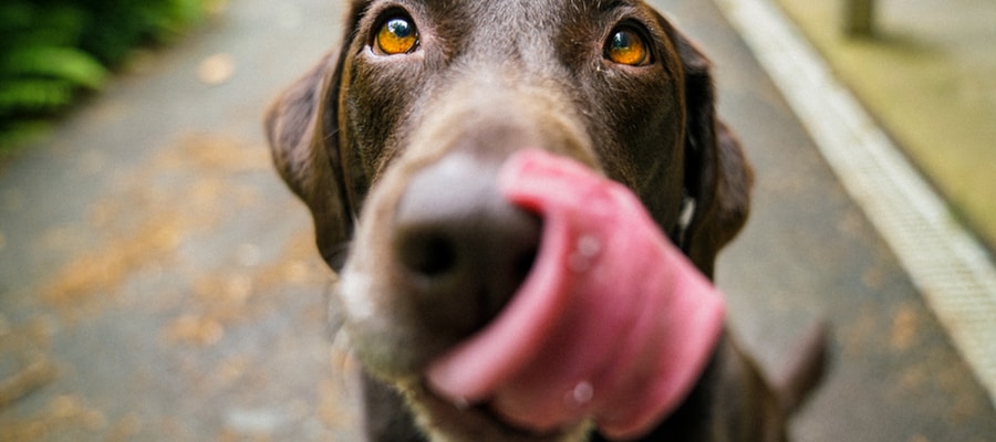 If I were a dog, I'd be a .... | Interact Quiz